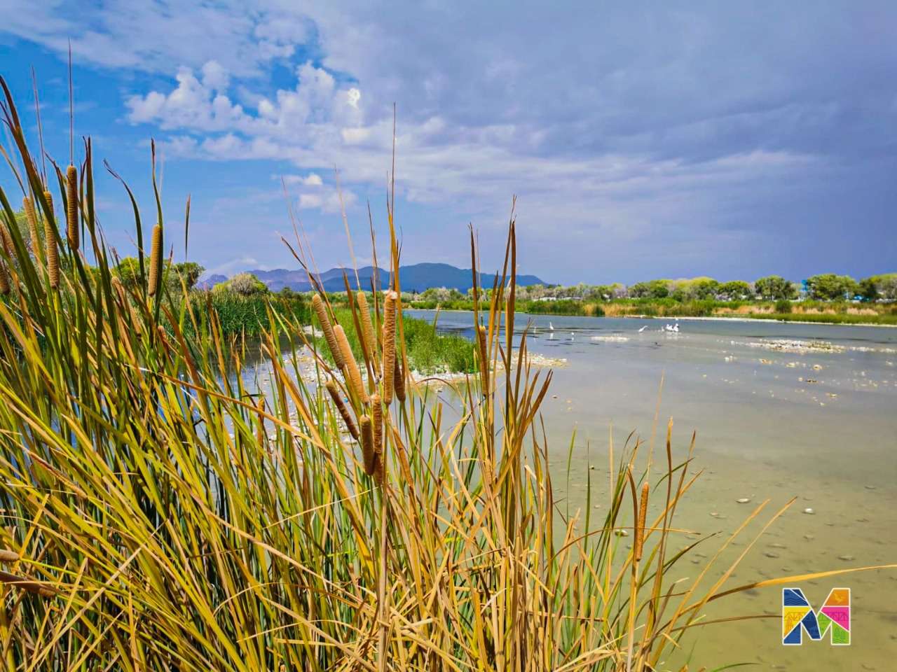 Flora del sitio ramsar 2047 río san pedro meoqui, vital para su ...