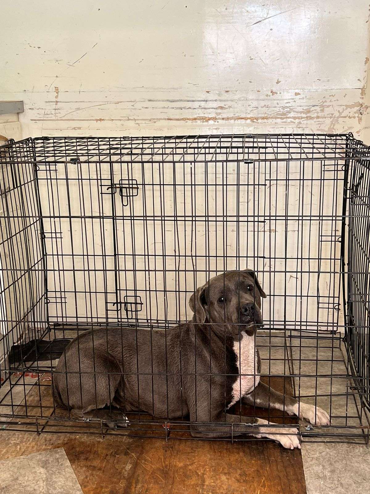 Sanciona Ecología a propietarios de perros violentos | El Bordo