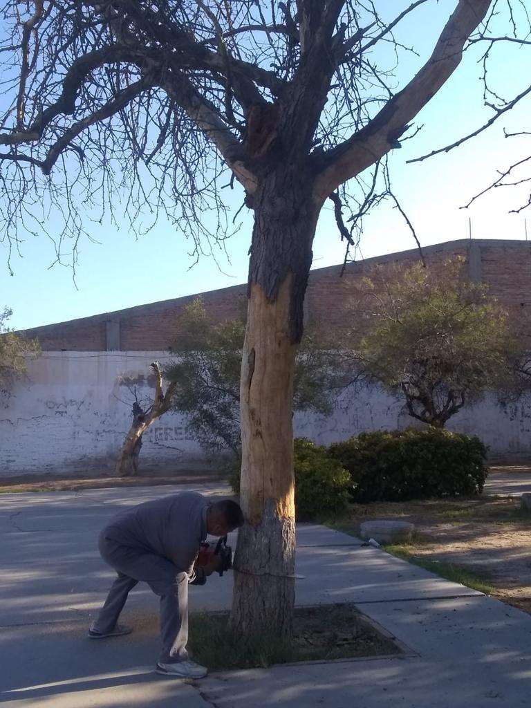 Mejoran espacios verdes del Parque Borunda | El Bordo