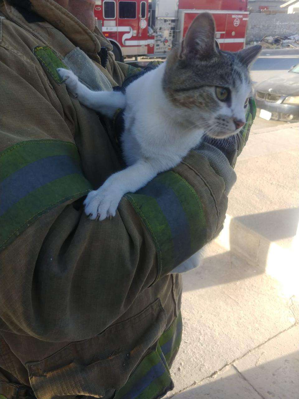 Rescatan a un gato atrapado en un pino de 6 metros | El Bordo