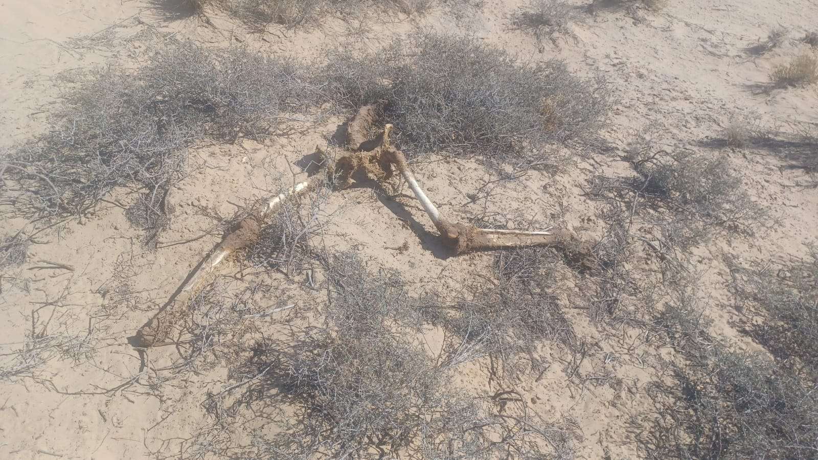 Hallan cadáver putrefacto en Samalayuca | El Bordo