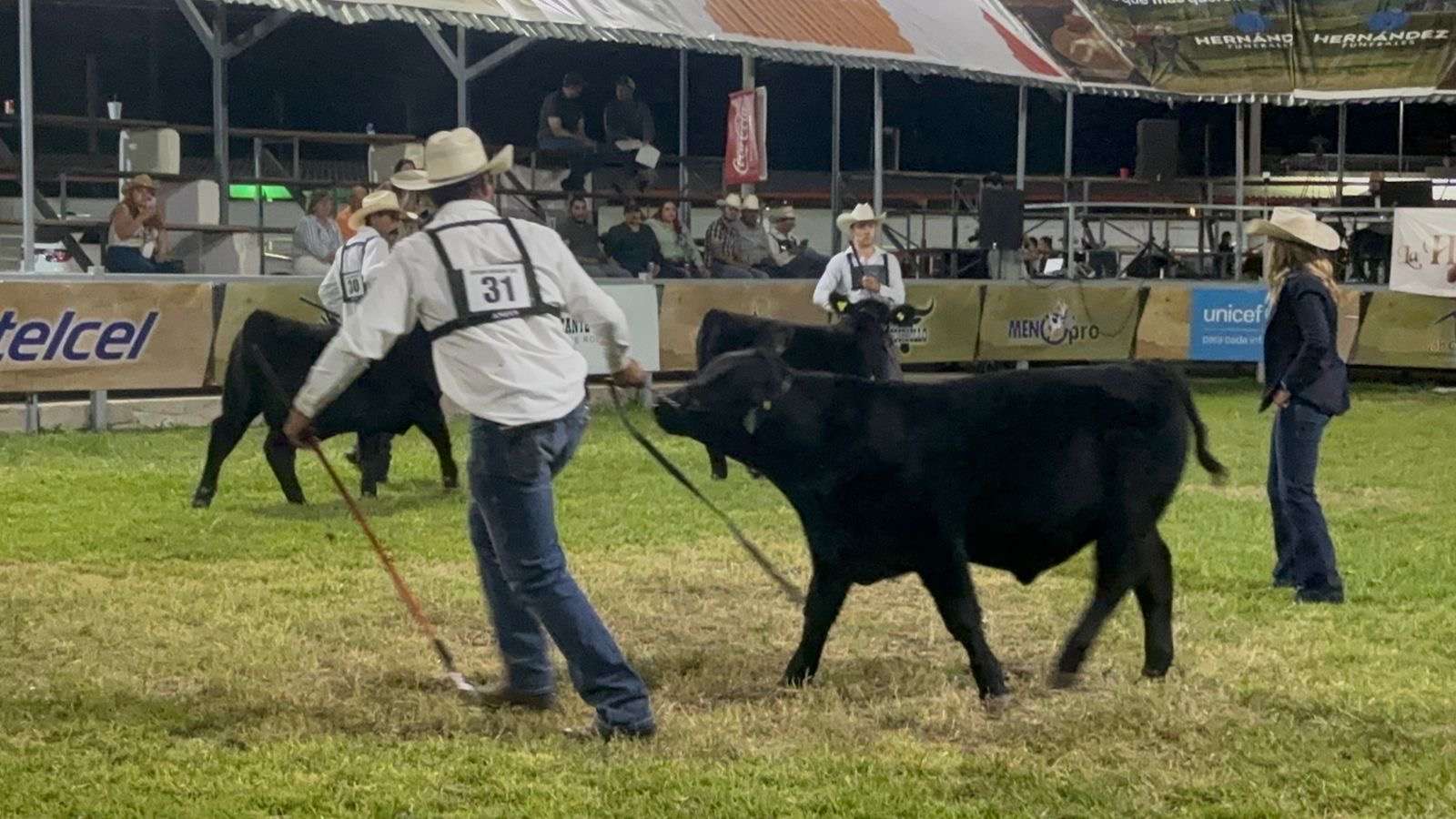 Seleccionan a los mejores becerros Angus en la Expogan | El Bordo
